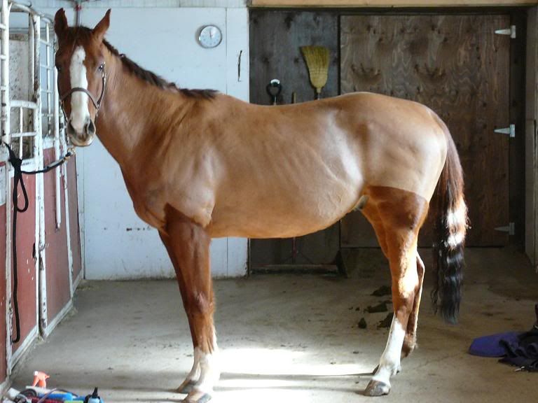 Dilute thoroughbred breeders - Please help me! | The Horse Forum