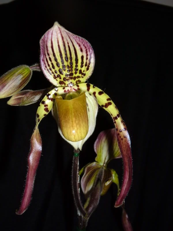 Paph. haynaldianum x philippinense | Slippertalk Orchid Forum