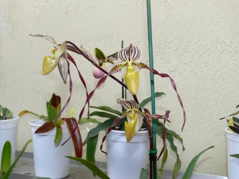 philippinense var roebelenii? | Slippertalk Orchid Forum