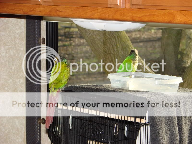 Sad story .... Misha dog gone ... - Ford Truck Enthusiasts Forums