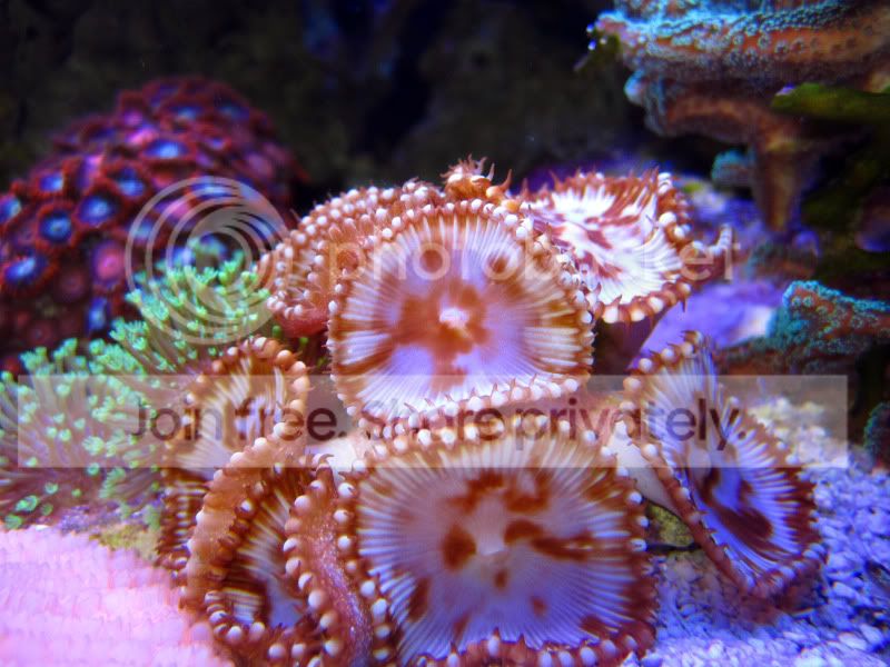 My Zoa & Paly Garden - Reef Central Online Community