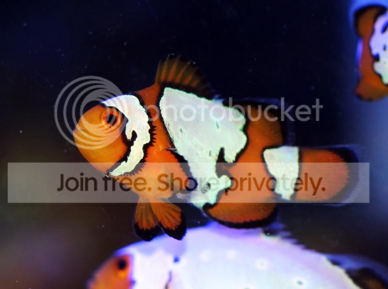 Picasso's and SnowFlakes clownfish club... | Page 39 | Reef2Reef