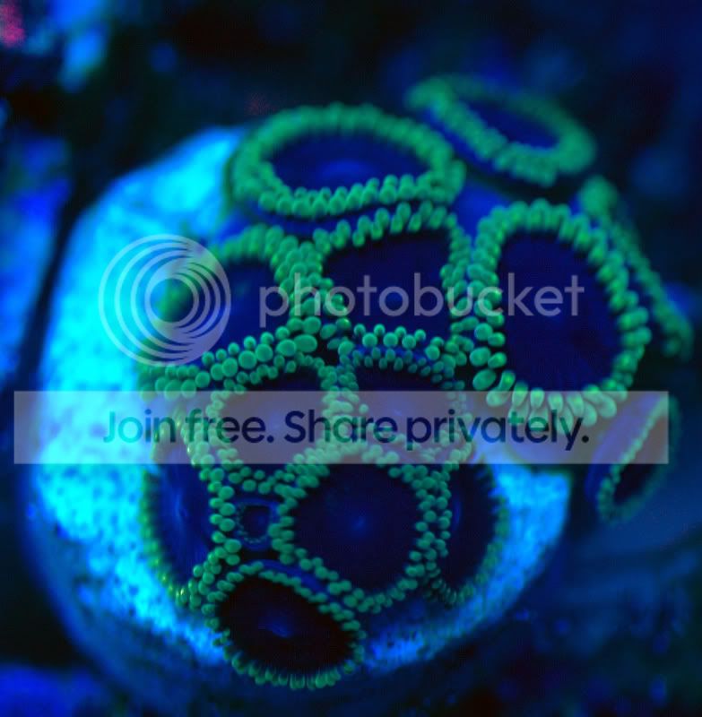 My Zoa & Paly Garden - Reef Central Online Community
