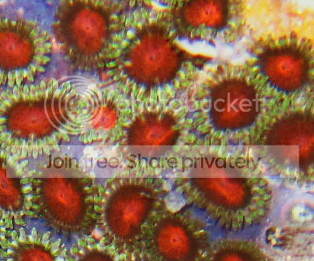My Zoa & Paly Garden - Reef Central Online Community