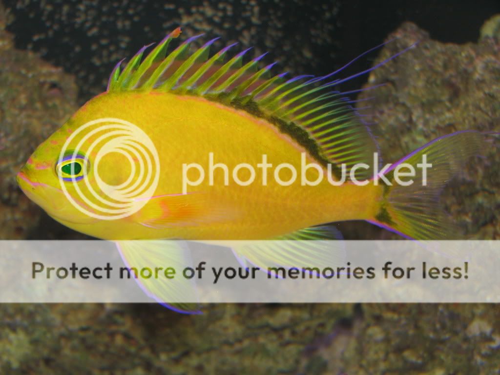 Rare fish collection for sale | Reef2Reef