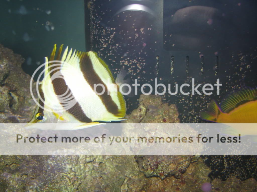 Rare fish collection for sale | Reef2Reef