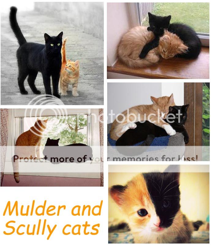 Imagine having cats called Mulder and Scully | Cats, Coats and Kiwis