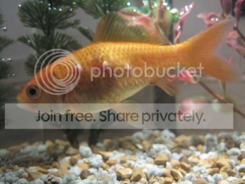 White lump on goldfish | Garden Pond Forums