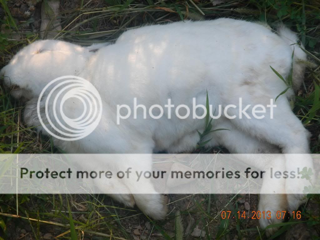 Help! What's killing my rabbits? | Survivalist Forum