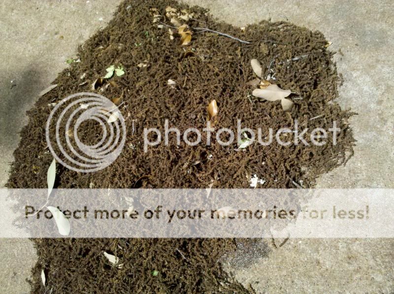 What is this stuff falling off my oaks and is it useful