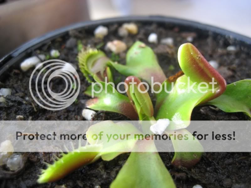 Southern Hemisphere Dormancy -UPDATE- - FlyTrapCare Forums