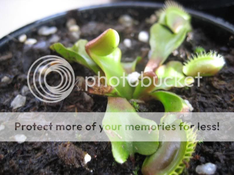 Southern Hemisphere Dormancy -UPDATE- - FlyTrapCare Forums