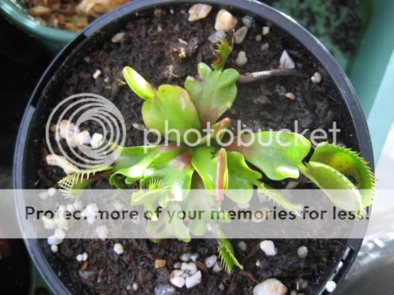 Southern Hemisphere Dormancy -UPDATE- - FlyTrapCare Forums