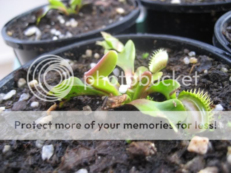 Southern Hemisphere Dormancy -UPDATE- - FlyTrapCare Forums