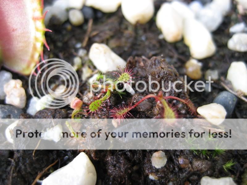 Southern Hemisphere Dormancy -UPDATE- - Page 4 - FlyTrapCare Forums