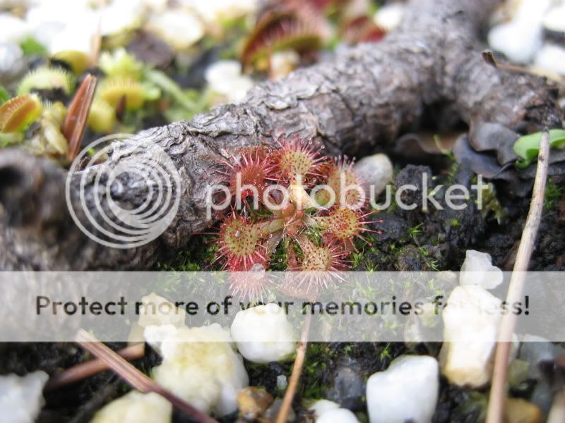 Southern Hemisphere Dormancy -UPDATE- - Page 4 - FlyTrapCare Forums