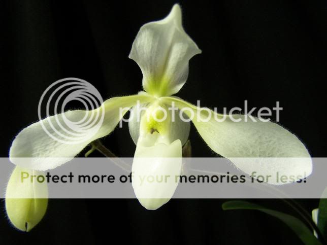 Paph Harumi | Slippertalk Orchid Forum