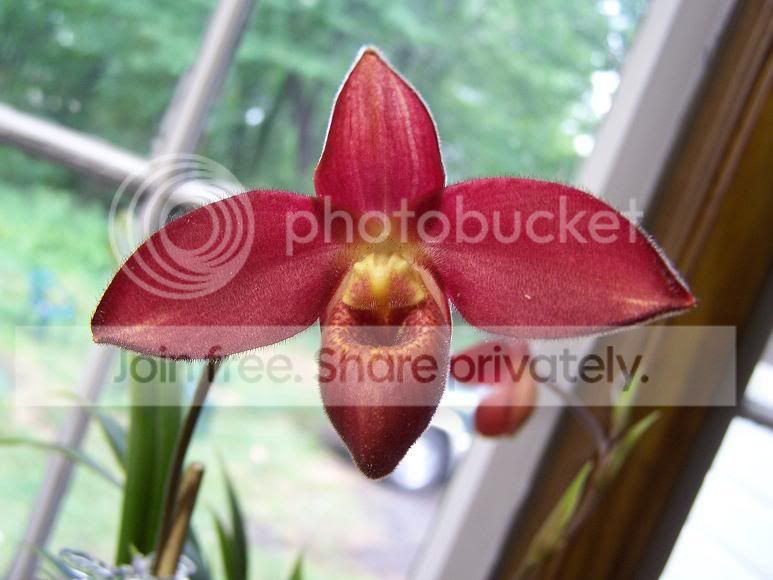 Phrag Jason Fischer x Beauport | Slippertalk Orchid Forum