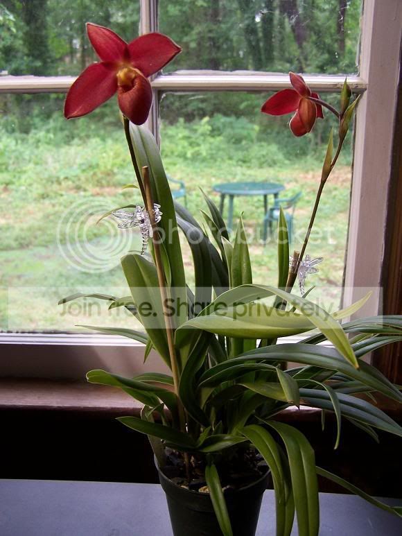 Phrag Jason Fischer x Beauport | Slippertalk Orchid Forum
