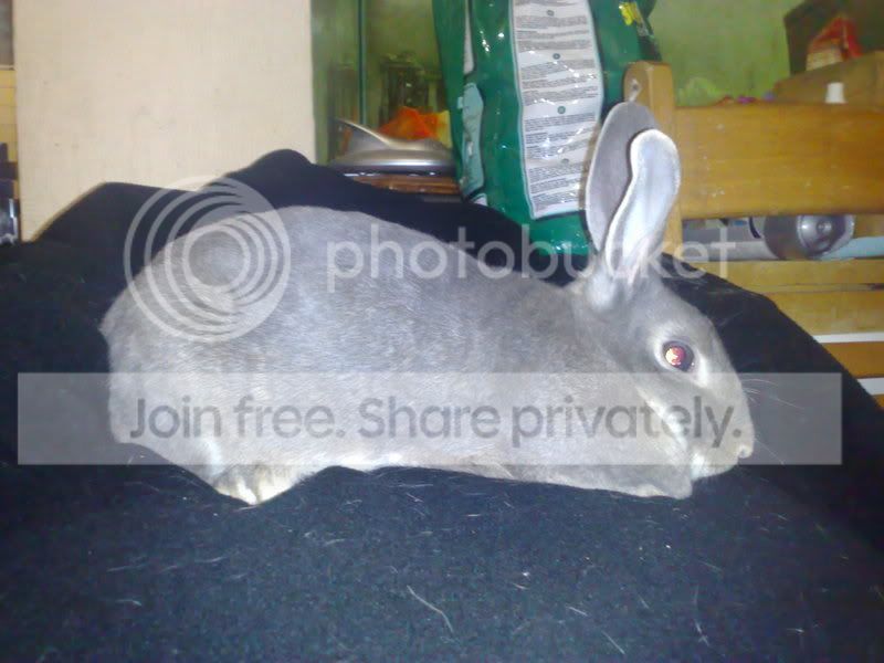 Perlfee Rabbits | Reptile Forums