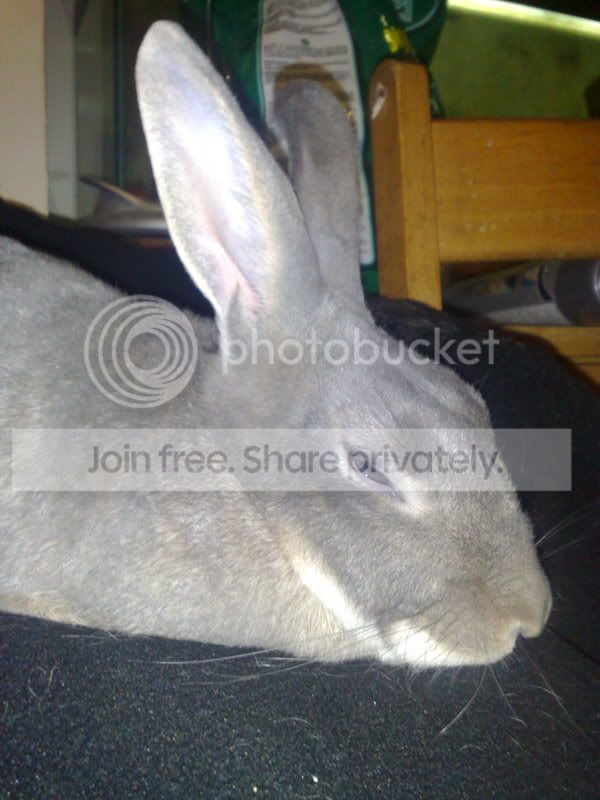 Perlfee Rabbits | Reptile Forums