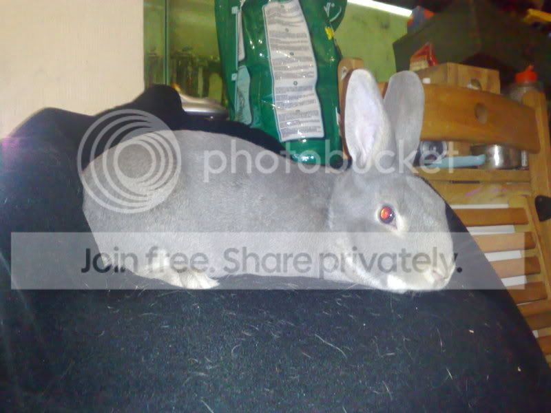 Perlfee Rabbits | Reptile Forums