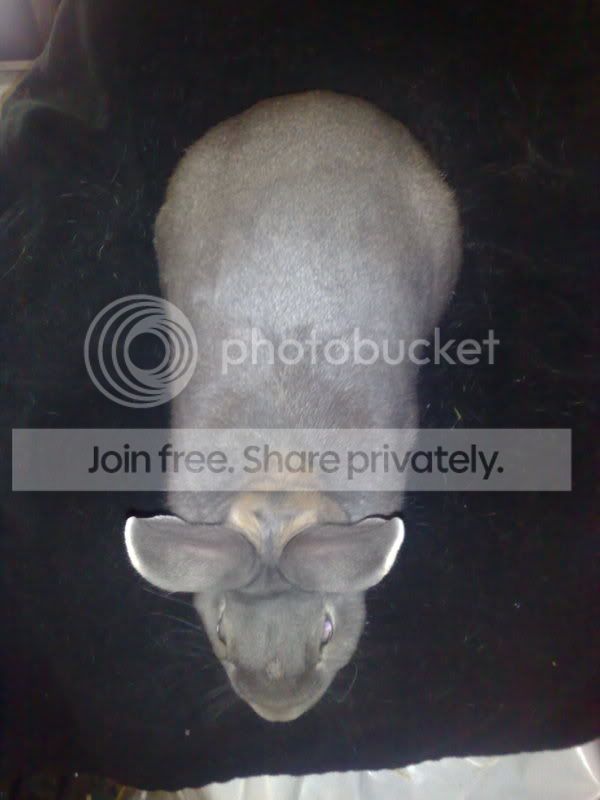 Perlfee Rabbits | Reptile Forums