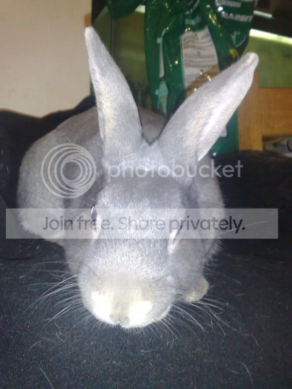 Perlfee Rabbits | Reptile Forums