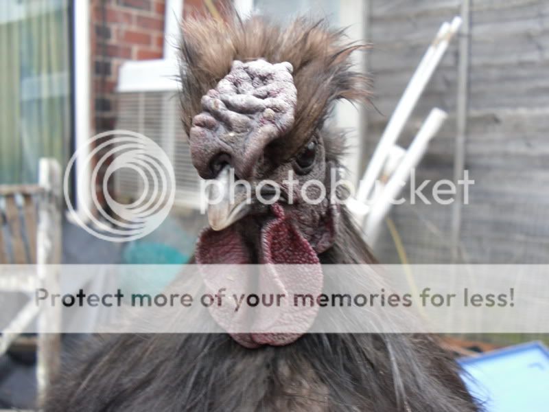 Chocolate Silkie Cockeral (UK) | BackYard Chickens - Learn How to Raise ...