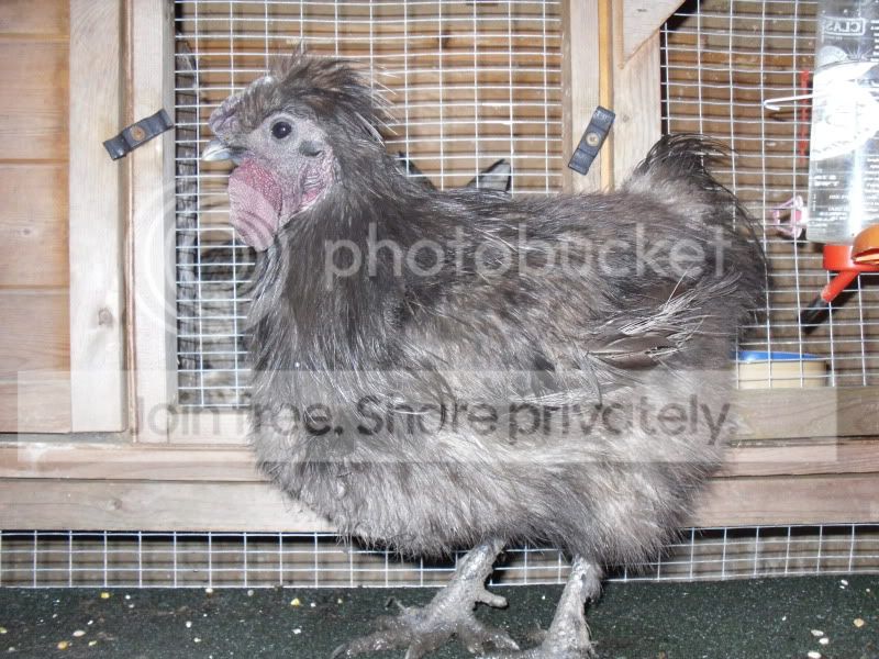 Chocolate Silkie Cockeral (UK) | BackYard Chickens - Learn How to Raise ...