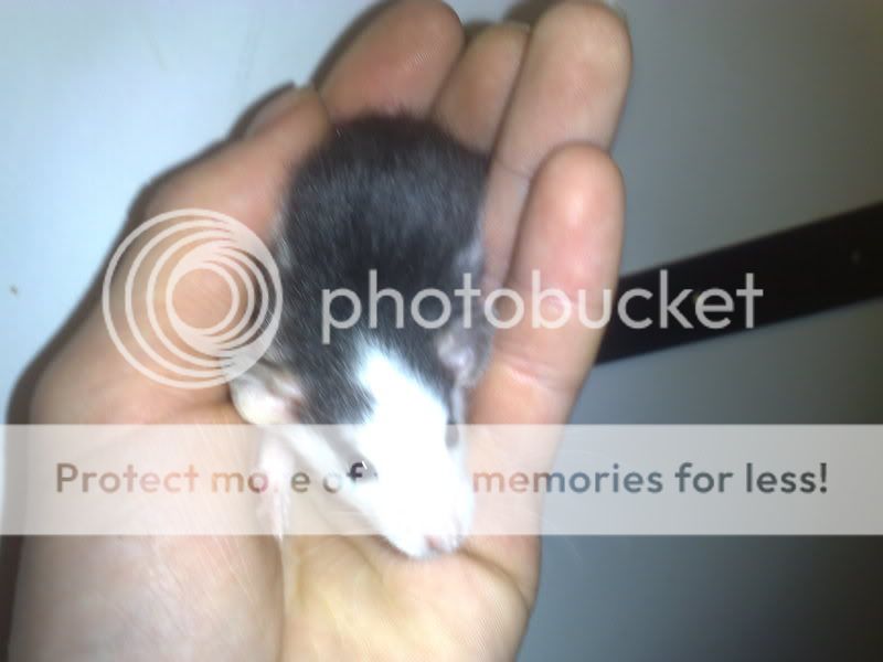 My Baby Husky Rats | Reptile Forums