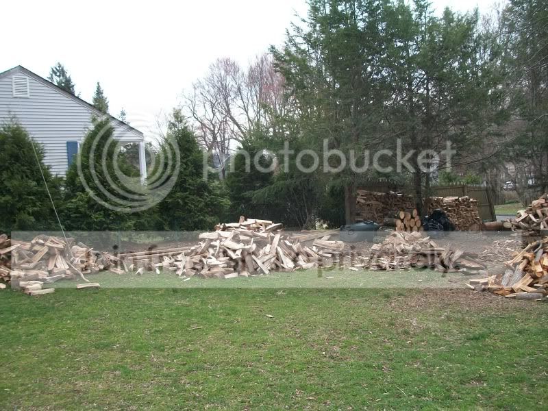 Finally Split - Poplar? -Pics- | Arboristsite.com