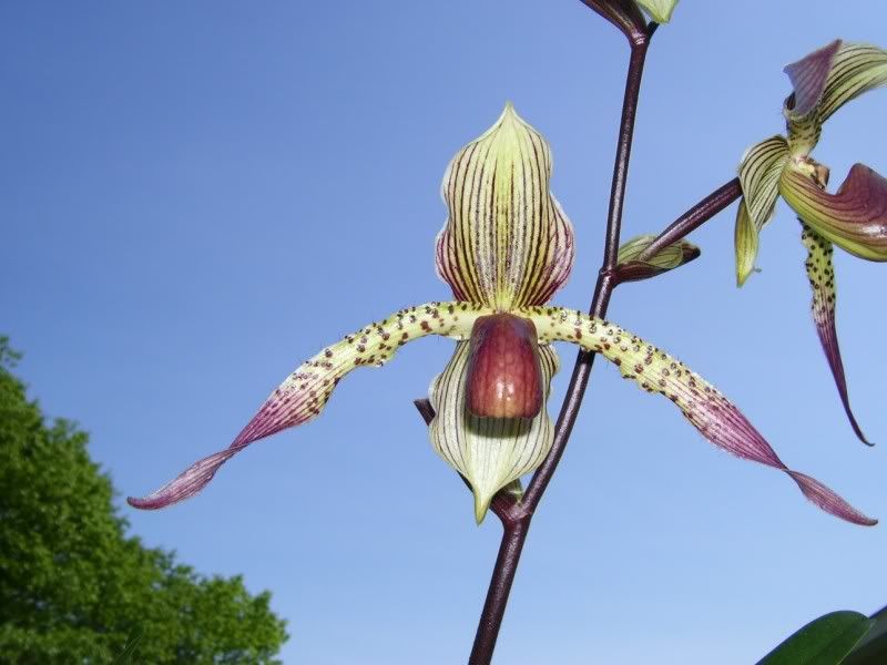 Paph Julius 'Precious One' | Slippertalk Orchid Forum