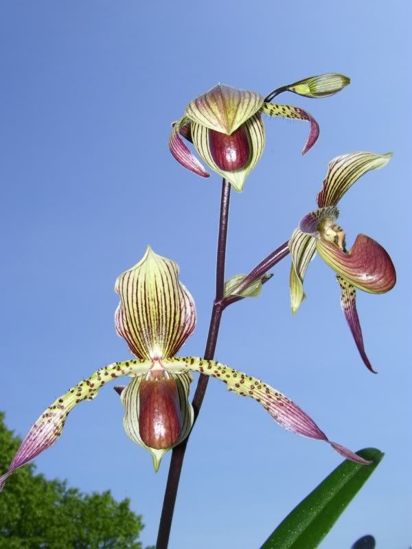Paph Julius 'Precious One' | Slippertalk Orchid Forum