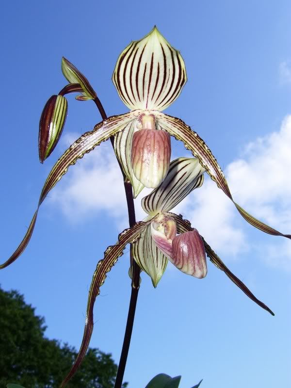 Paph Lady Isabel x Genevieve Booth 'Vessel of Honor' | Slippertalk ...