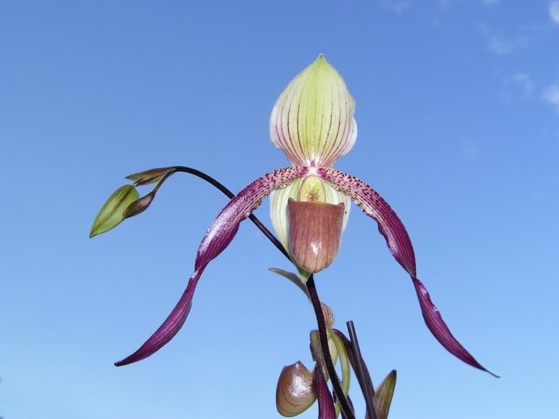 Paph Mount Low 'Morning Star' | Slippertalk Orchid Forum