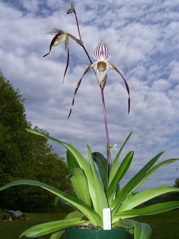 Paph Mount Toro 'My All' | Slippertalk Orchid Forum