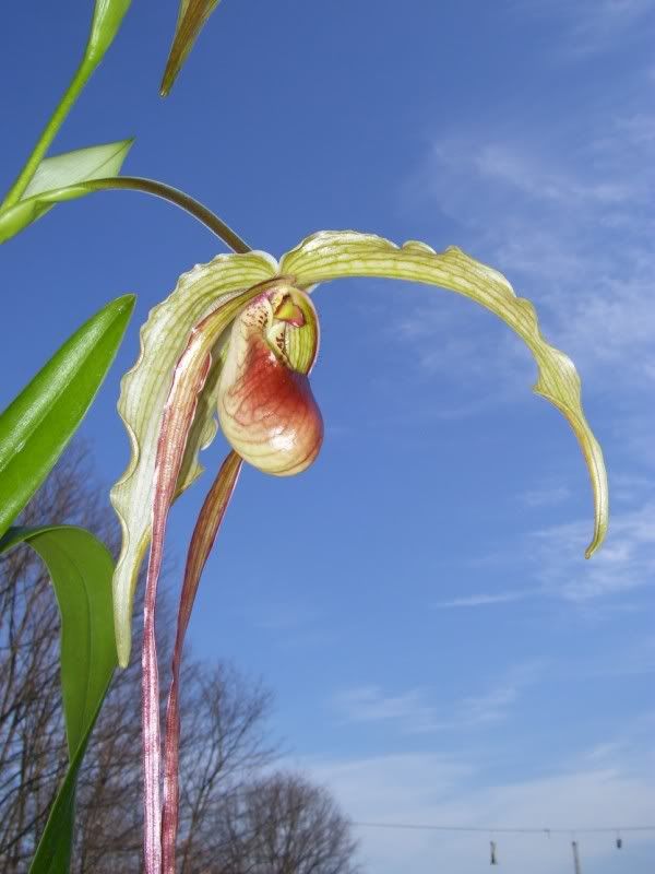 Phrag Devil Fire 'Heaven's Glory | Slippertalk Orchid Forum