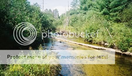 Best Brook Trout Streams? | Michigan Sportsman Forum