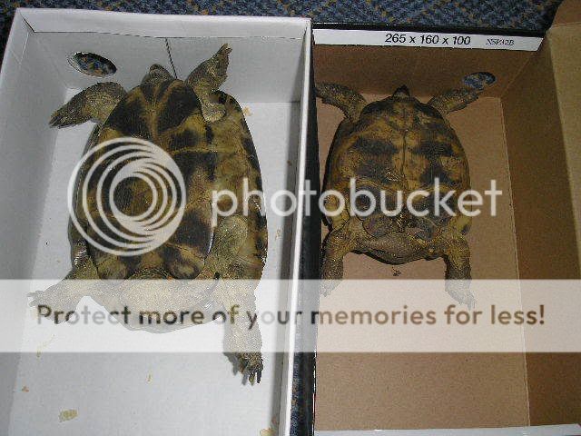 difference between herman and horsefield | Reptile Forums