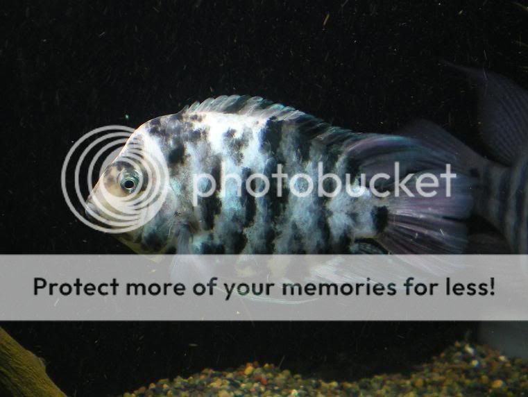 Marble Convict?!?! | Page 2 | MonsterFishKeepers.com