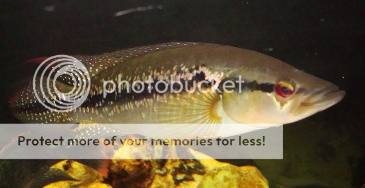 Cichlids and Bichirs | Cichlid Fish Forum