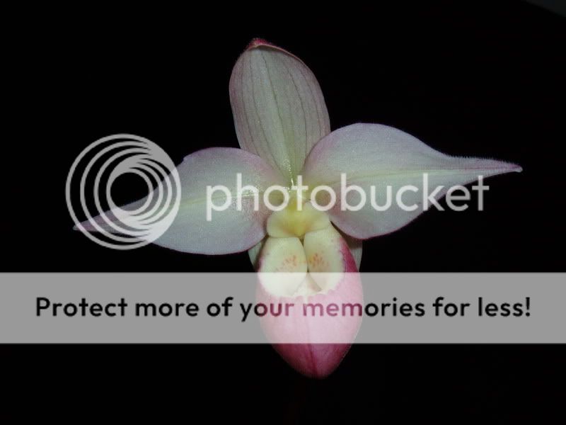 Phrag.Cape Sunset | Slippertalk Orchid Forum