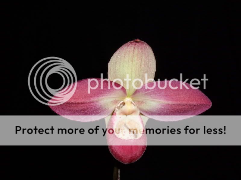 Phrag. Suzanne Decker ( Kovachii x Cape Sunset | Slippertalk Orchid Forum