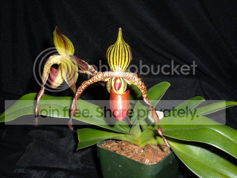 Paph.Landmark x rothschildianum | Slippertalk Orchid Forum