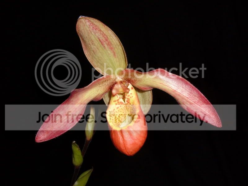 Phrag.Andean Fire x Sorcer's Appprentice | Slippertalk Orchid Forum