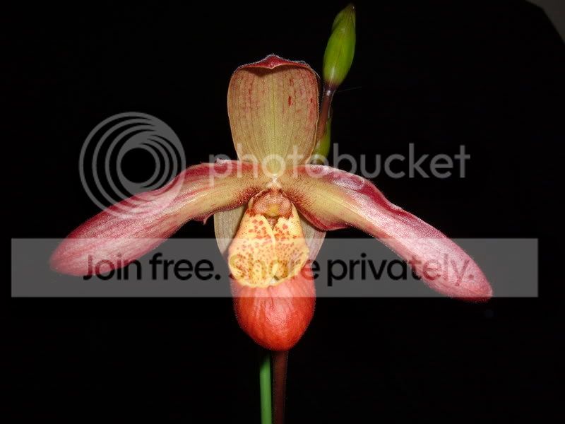 Phrag Andean Fire | Slippertalk Orchid Forum