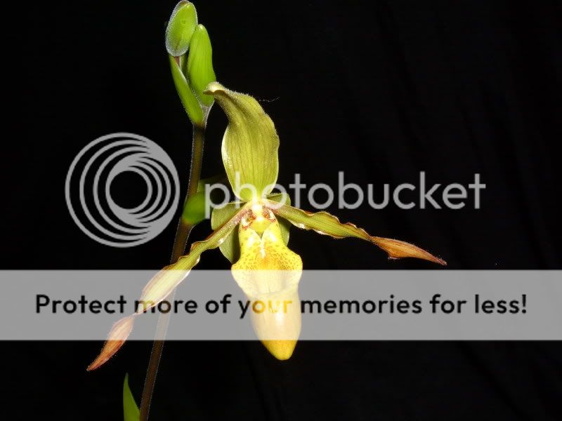 Phrag.Andean Fire x Sorcer's Appprentice | Slippertalk Orchid Forum