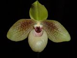 Paph. Mem. Larry Heuer | Slippertalk Orchid Forum