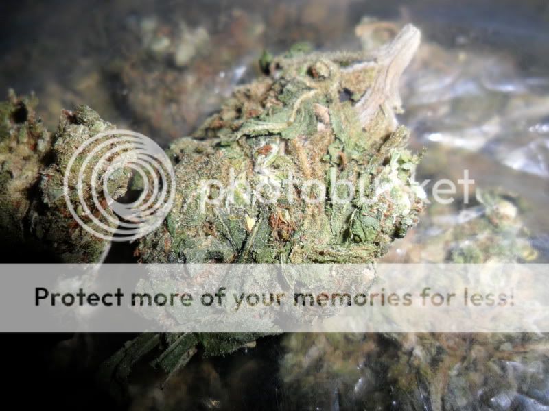 Frosty nugs of reggie? | Grasscity.Forum|The World’s Largest Cannabis ...